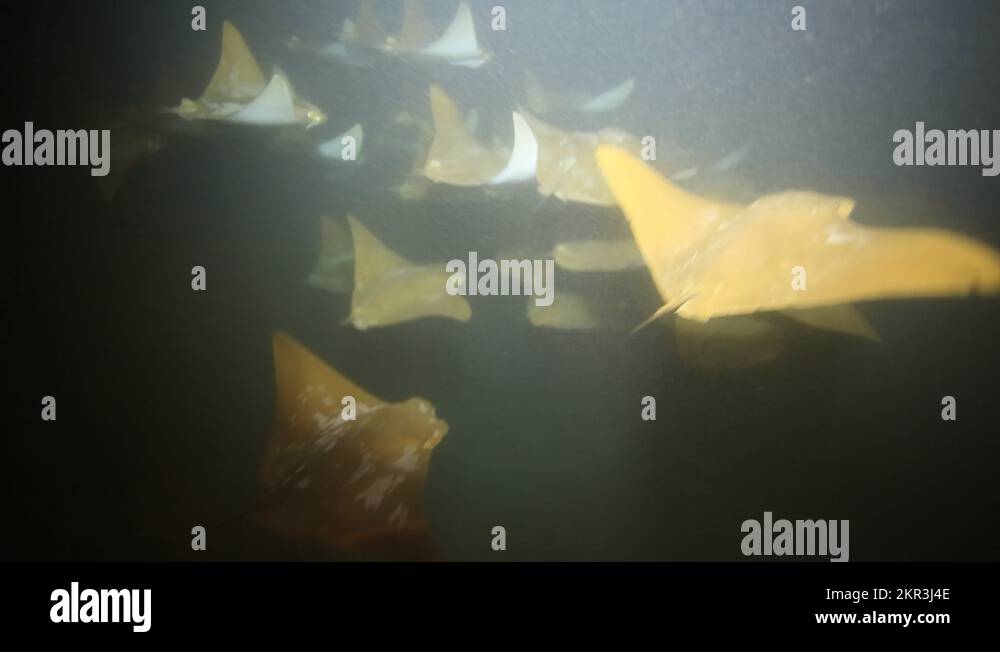 Cownose rays Stock Videos & Footage - HD and 4K Video Clips - Alamy
