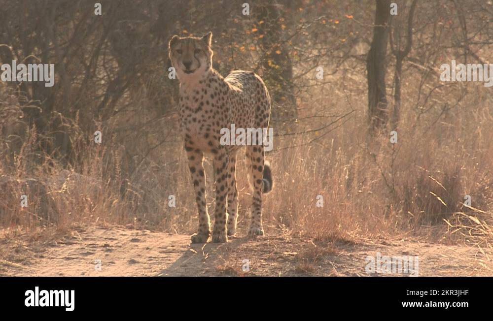 Cheetah body Stock Videos & Footage - HD and 4K Video Clips - Alamy
