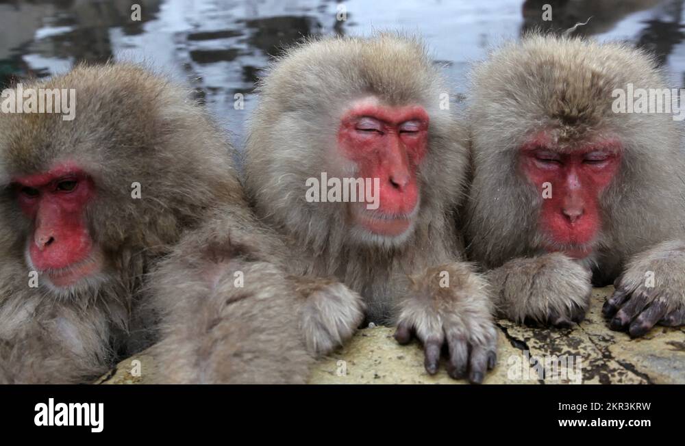 Wise monkeys japan Stock Videos & Footage - HD and 4K Video Clips - Alamy