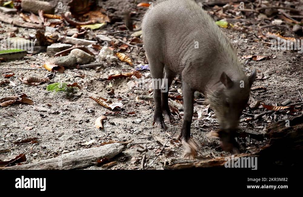 Mud wild Stock Videos & Footage - HD and 4K Video Clips - Alamy