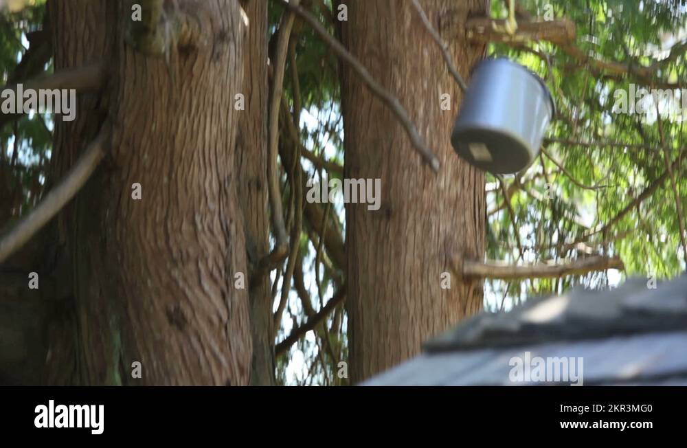 Young boy up a tree Stock Videos & Footage - HD and 4K Video Clips - Alamy