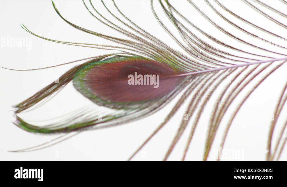 Horizontal peacock Stock Videos & Footage - HD and 4K Video Clips - Alamy