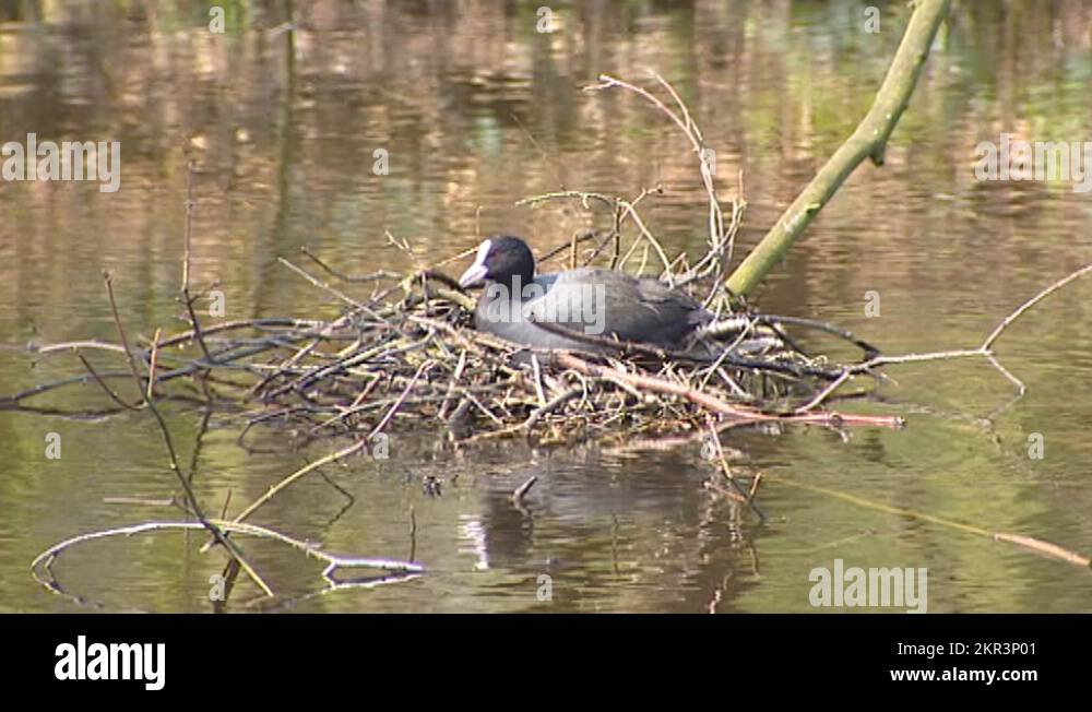 Common coot reed nest Stock Videos & Footage - HD and 4K Video Clips ...