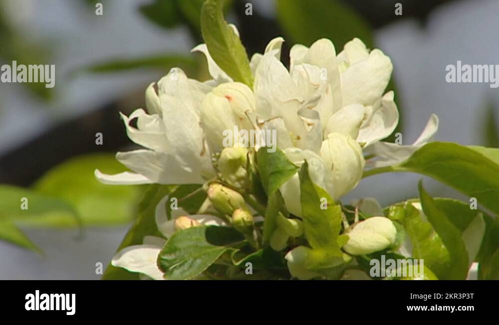 European wild apple Stock Videos & Footage - HD and 4K Video Clips - Alamy