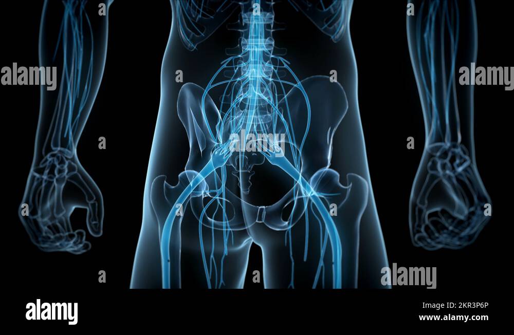 Normal lumbar spinal anatomy Stock Videos & Footage - HD and 4K Video ...