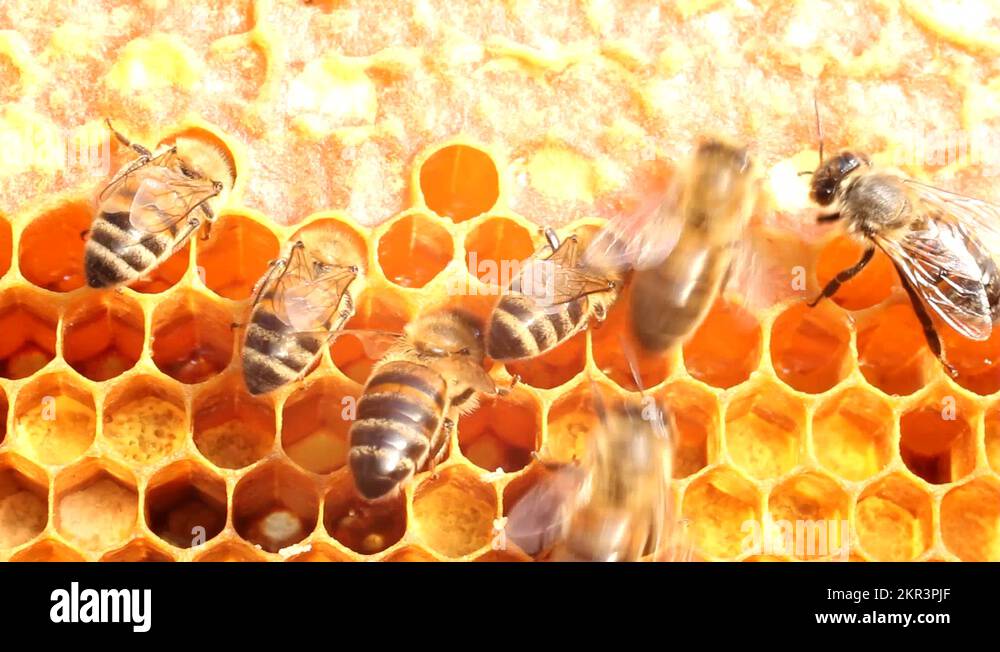 Bees honey feet Stock Videos & Footage - HD and 4K Video Clips - Alamy