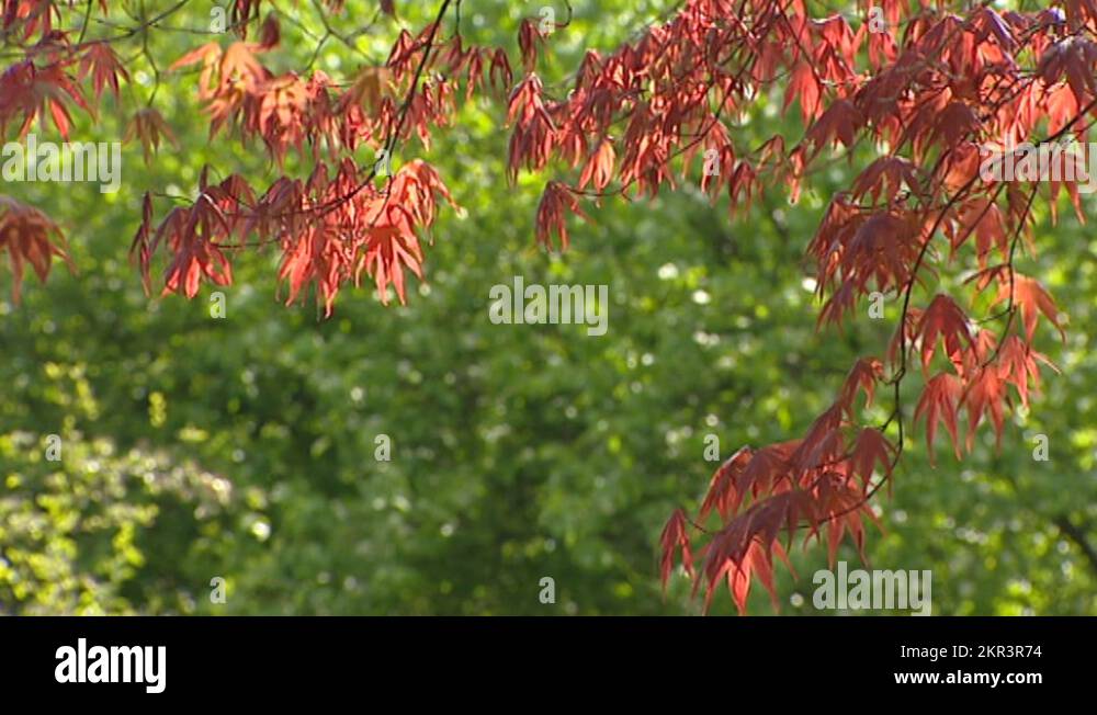 Maple tree maple tree branch Stock Videos & Footage - HD and 4K Video ...