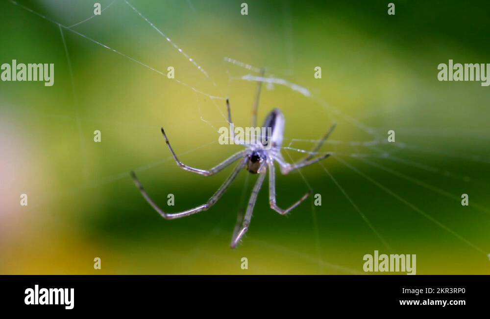 Spider eating insects Stock Videos & Footage - HD and 4K Video Clips ...