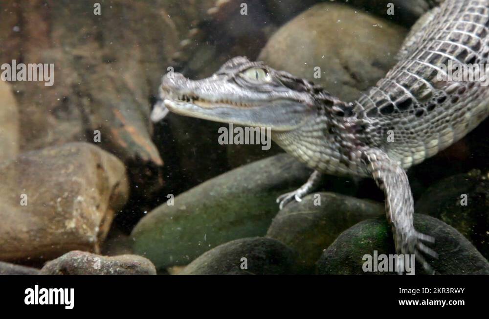 Common caiman caiman crocodilus Stock Videos & Footage - HD and 4K ...