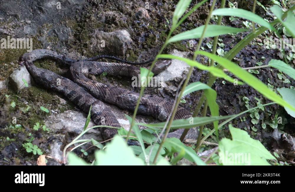 Serpentes Stock Videos & Footage - HD and 4K Video Clips - Alamy