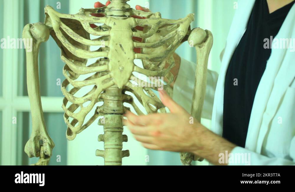 rib cage ribcage doctor anatomy class Stock Video Footage - Alamy