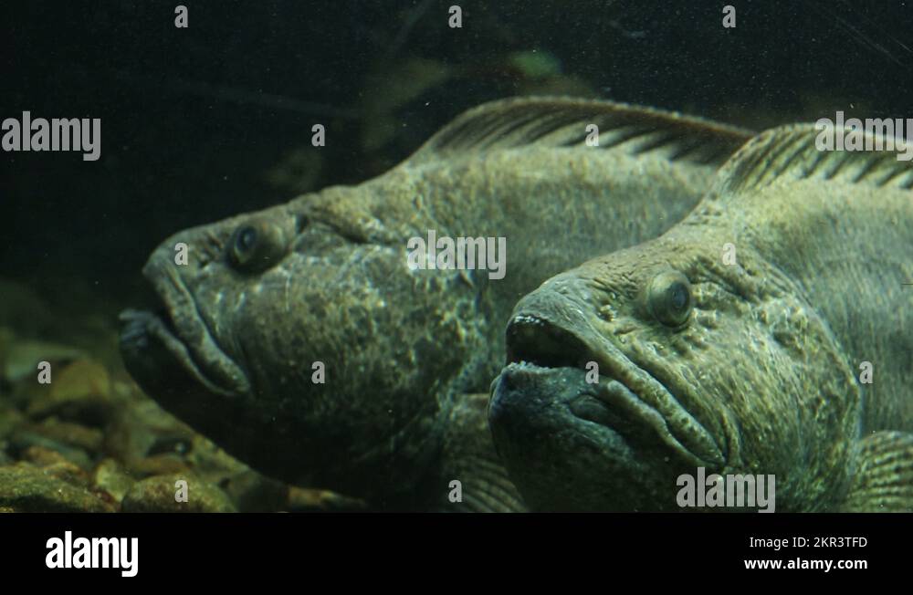 Wolf fish Stock Videos & Footage - HD and 4K Video Clips - Alamy