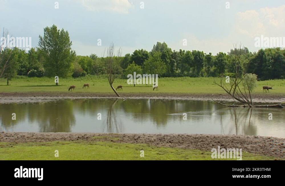 Pere Davids Deer Stock Videos And Footage Hd And 4k Video Clips Alamy
