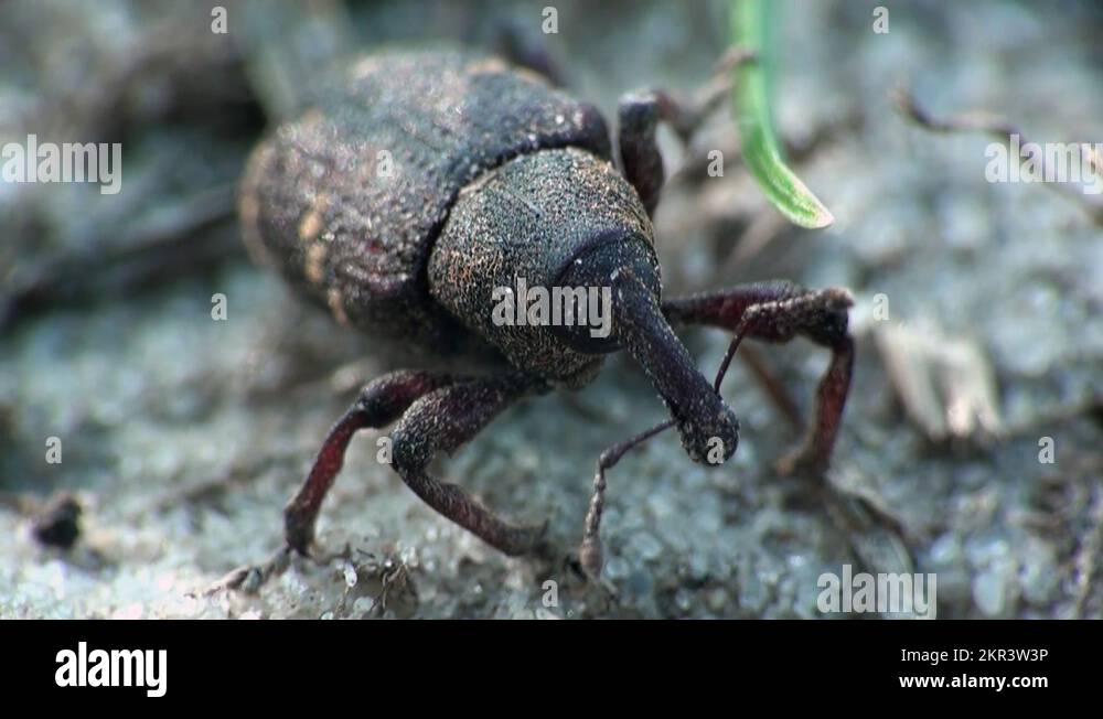 Weevil black beetle Stock Videos & Footage - HD and 4K Video Clips - Alamy