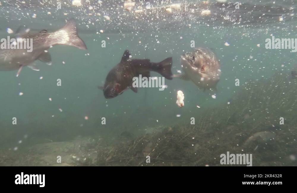 Feeding trout Stock Videos & Footage - HD and 4K Video Clips - Alamy