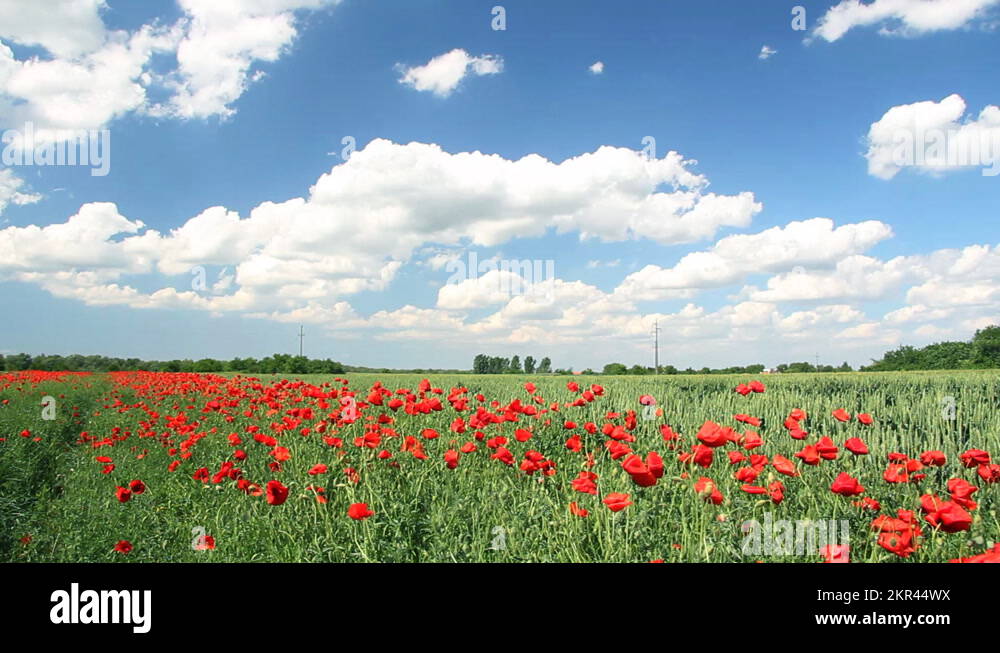 Poppy planting Stock Videos & Footage - HD and 4K Video Clips - Alamy