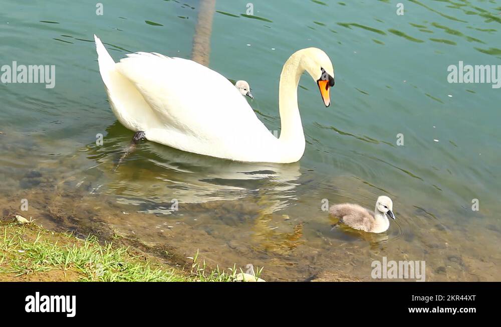 White mother swan swimming Stock Videos & Footage - HD and 4K Video ...
