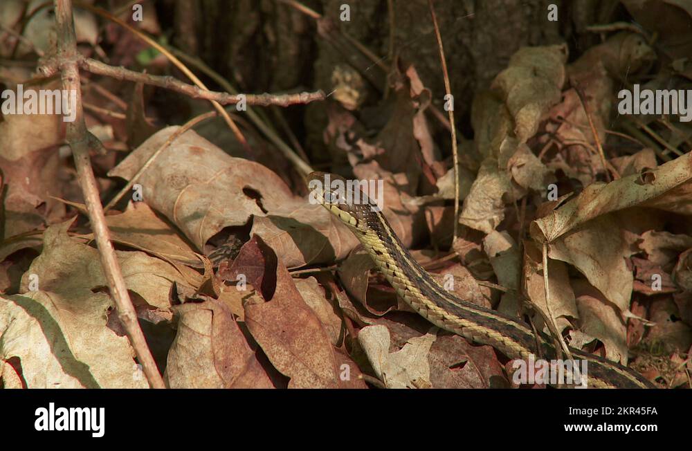 Garter snake thamnophis sirtalis Stock Videos & Footage - HD and 4K ...