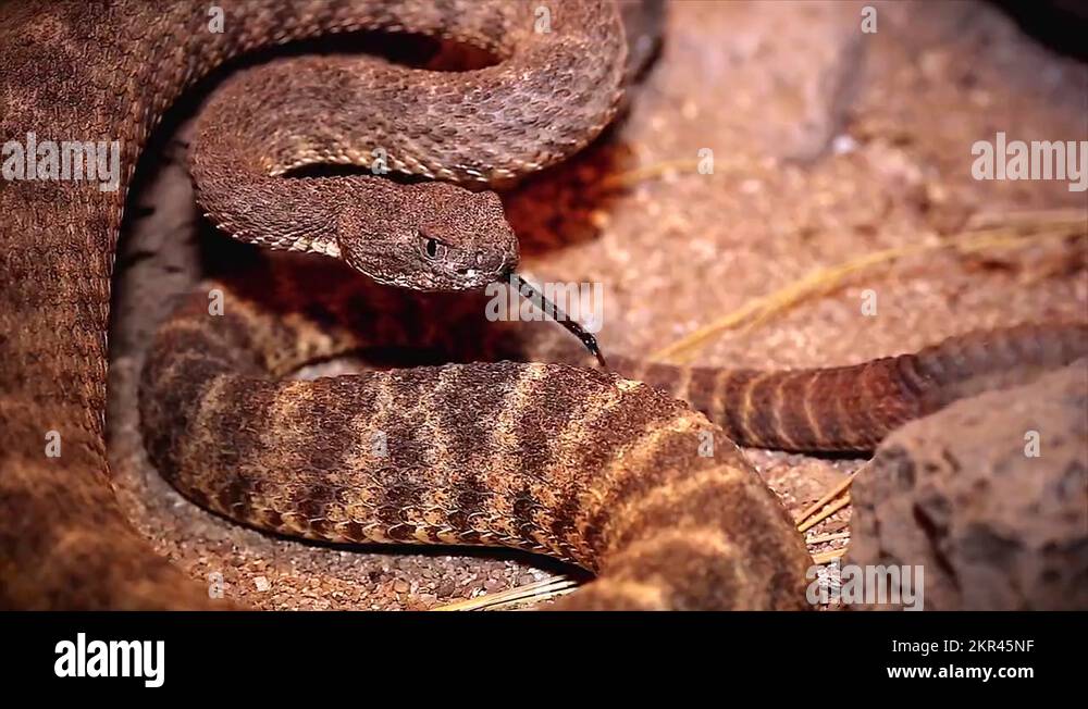 Tiger snakes Stock Videos & Footage - HD and 4K Video Clips - Alamy