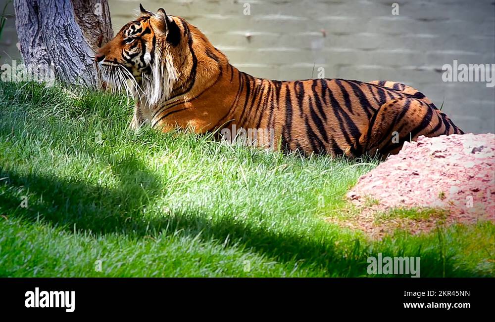 Sumatran tiger endangered Stock Videos & Footage - HD and 4K Video ...
