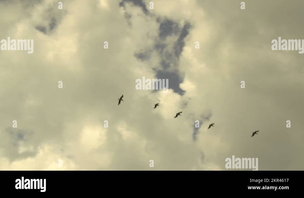 Bird formation Stock Videos & Footage - HD and 4K Video Clips - Alamy