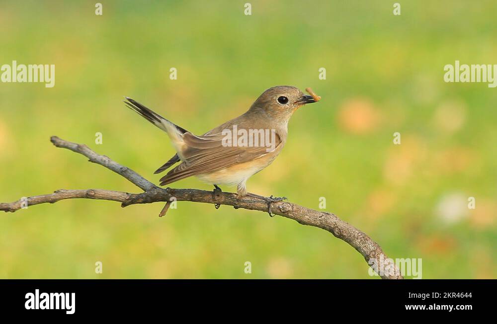 Worm on stick Stock Videos & Footage - HD and 4K Video Clips - Alamy