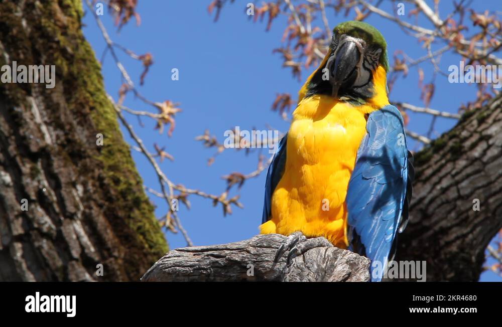 Parrot of trees Stock Videos & Footage - HD and 4K Video Clips - Alamy