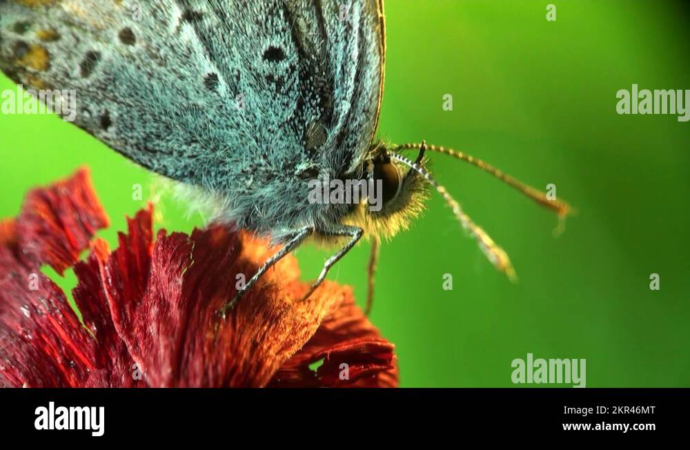 Butterfly whiskers Stock Videos & Footage - HD and 4K Video Clips - Alamy