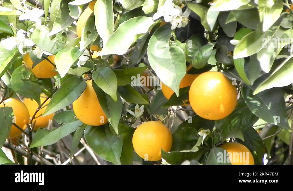 Fruit orange tree Stock Videos & Footage - HD and 4K Video Clips - Alamy