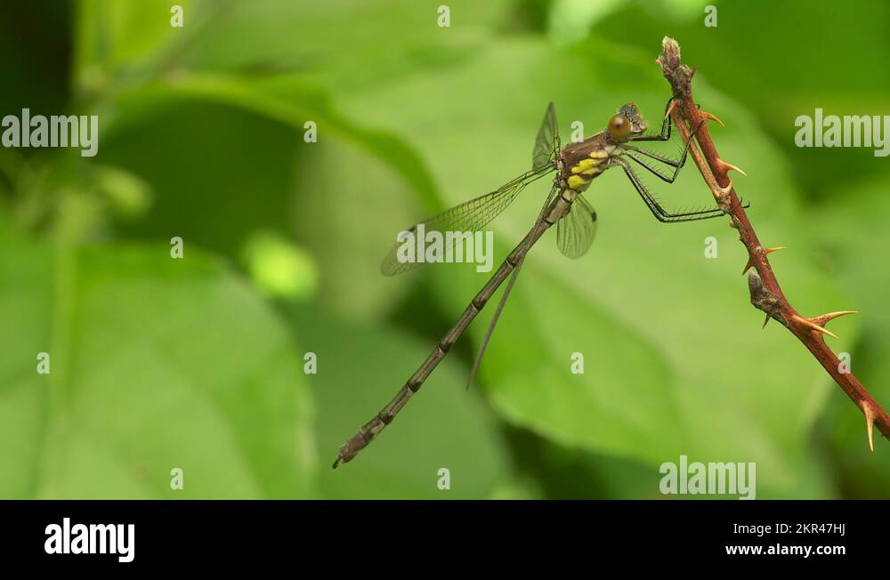Winged creatures Stock Videos & Footage - HD and 4K Video Clips - Alamy