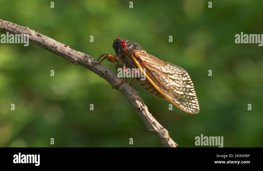Brood II 17-year periodical cicadas (Magicicada septendecim) 1 Stock ...