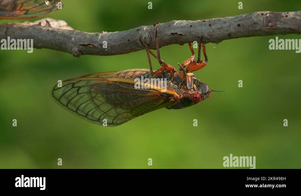 Brood II 17-year periodical cicadas (Magicicada septendecim) 2 Stock ...