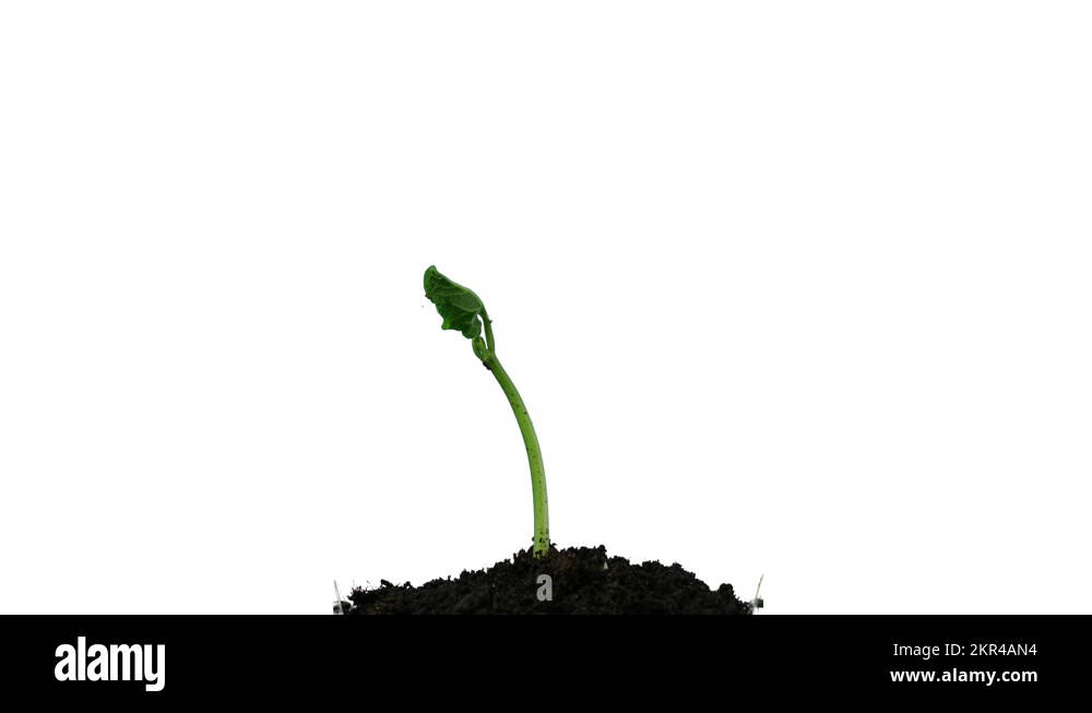 Plants sprout Stock Videos & Footage - HD and 4K Video Clips - Alamy
