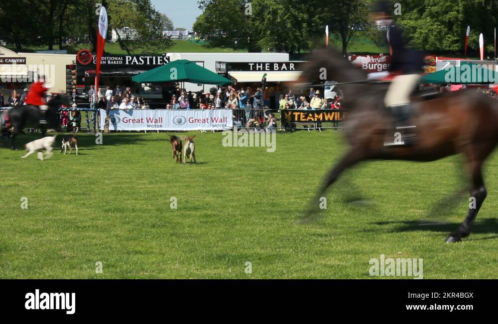 Dog demonstration at Highclere Country fair (12) with Horse hunting ...