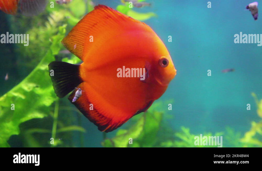 Aquarium red fish Stock Videos & Footage - HD and 4K Video Clips - Alamy