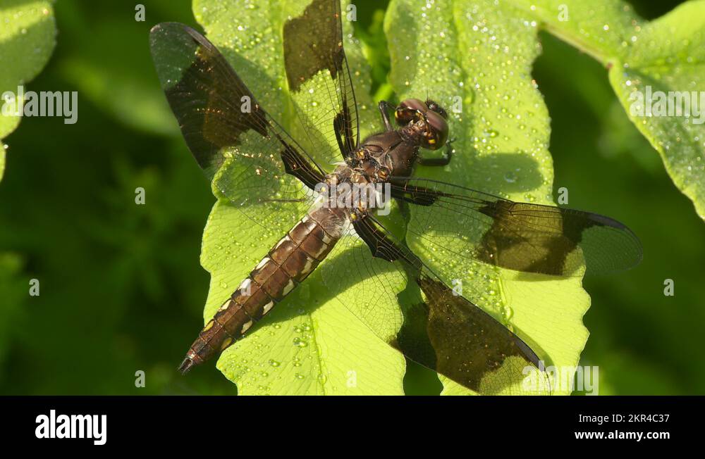 Common Whitetail (Plathemis lydia) Dragonfly - Immature Male 3 Stock ... Common Whitetail (Plathemis lydia) Dragonfly - Immature Male 3 Stock ...