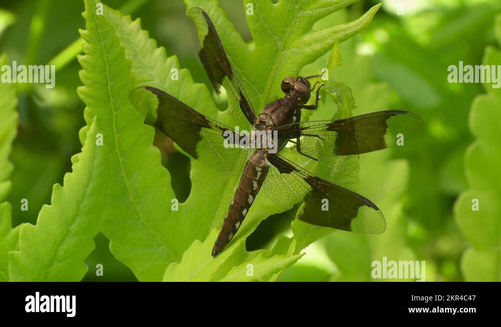 Common Whitetail (Plathemis lydia) Dragonfly - Immature Male 4 Stock ... Common Whitetail (Plathemis lydia) Dragonfly - Immature Male 4 Stock ...