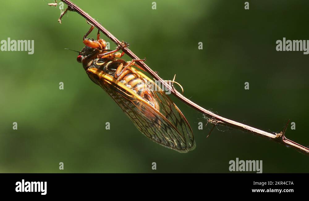 17 yearcicadas Stock Videos & Footage - HD and 4K Video Clips - Alamy