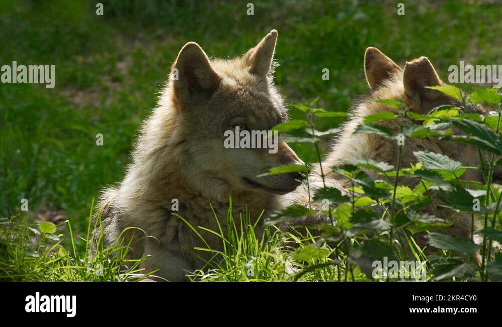 Grey wolf cub face Stock Videos & Footage - HD and 4K Video Clips - Alamy