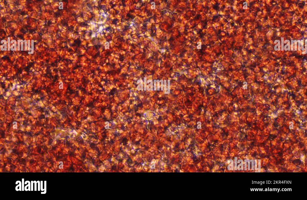 Human sample Stock Videos & Footage - HD and 4K Video Clips - Alamy