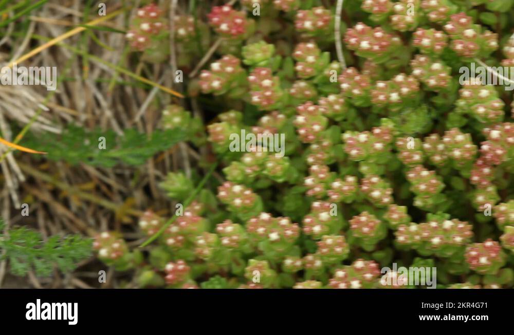 Welsh coastal plant Stock Videos & Footage - HD and 4K Video Clips - Alamy