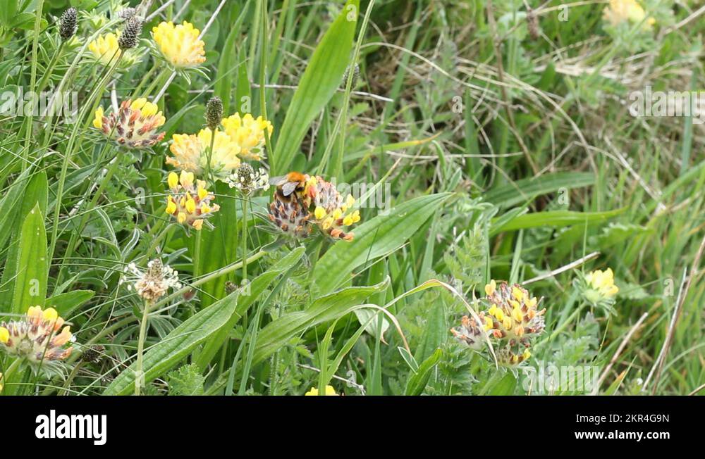 Welsh bee Stock Videos & Footage - HD and 4K Video Clips - Alamy
