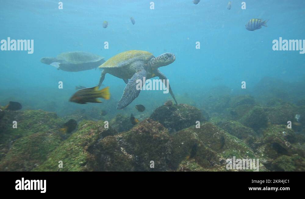 Sea turtles floating with current underwater Stock Video Footage - Alamy