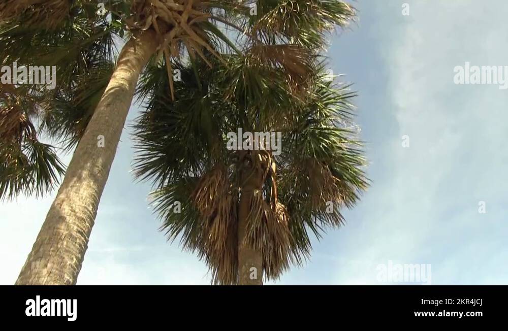 Cluster of palm trees Stock Videos & Footage - HD and 4K Video Clips ...