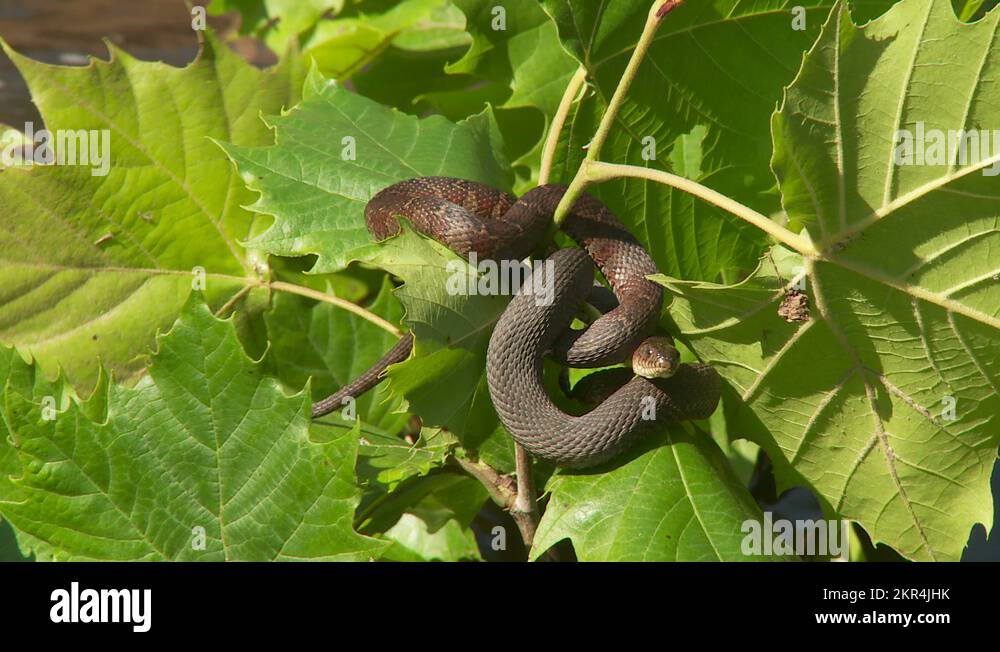 Snakes of usa Stock Videos & Footage - HD and 4K Video Clips - Alamy