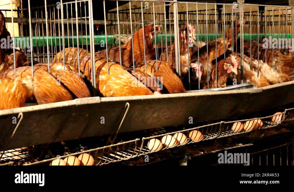 Cloning farm animals Stock Videos & Footage - HD and 4K Video Clips - Alamy