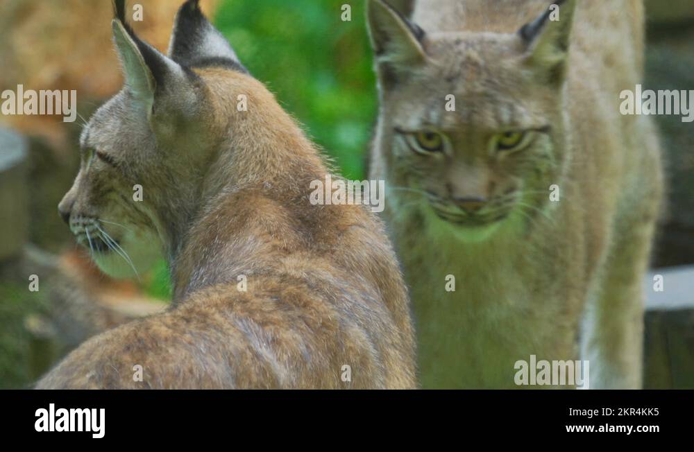 Bobcat side view Stock Videos & Footage - HD and 4K Video Clips - Alamy