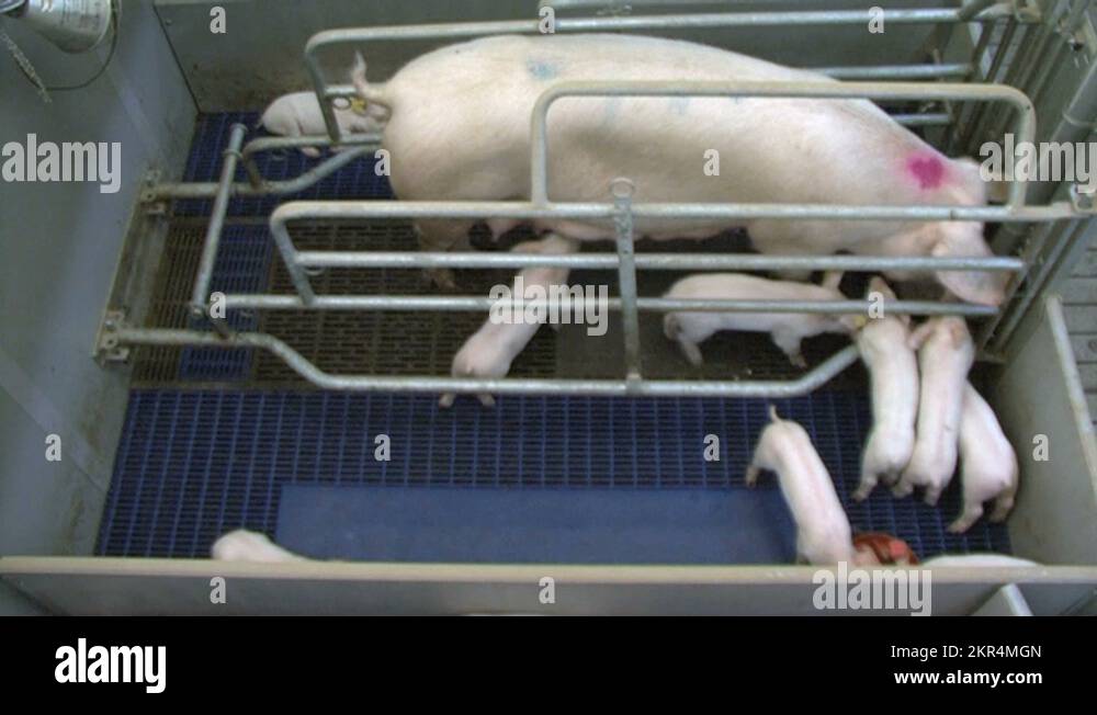 Farrowing stalls Stock Videos & Footage - HD and 4K Video Clips - Alamy