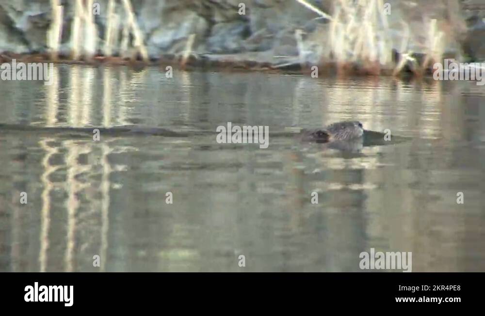 Beaver tail Stock Videos & Footage - HD and 4K Video Clips - Alamy