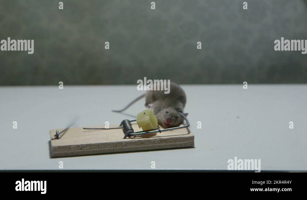 Mouse killed by a trap Stock Videos & Footage - HD and 4K Video Clips ...